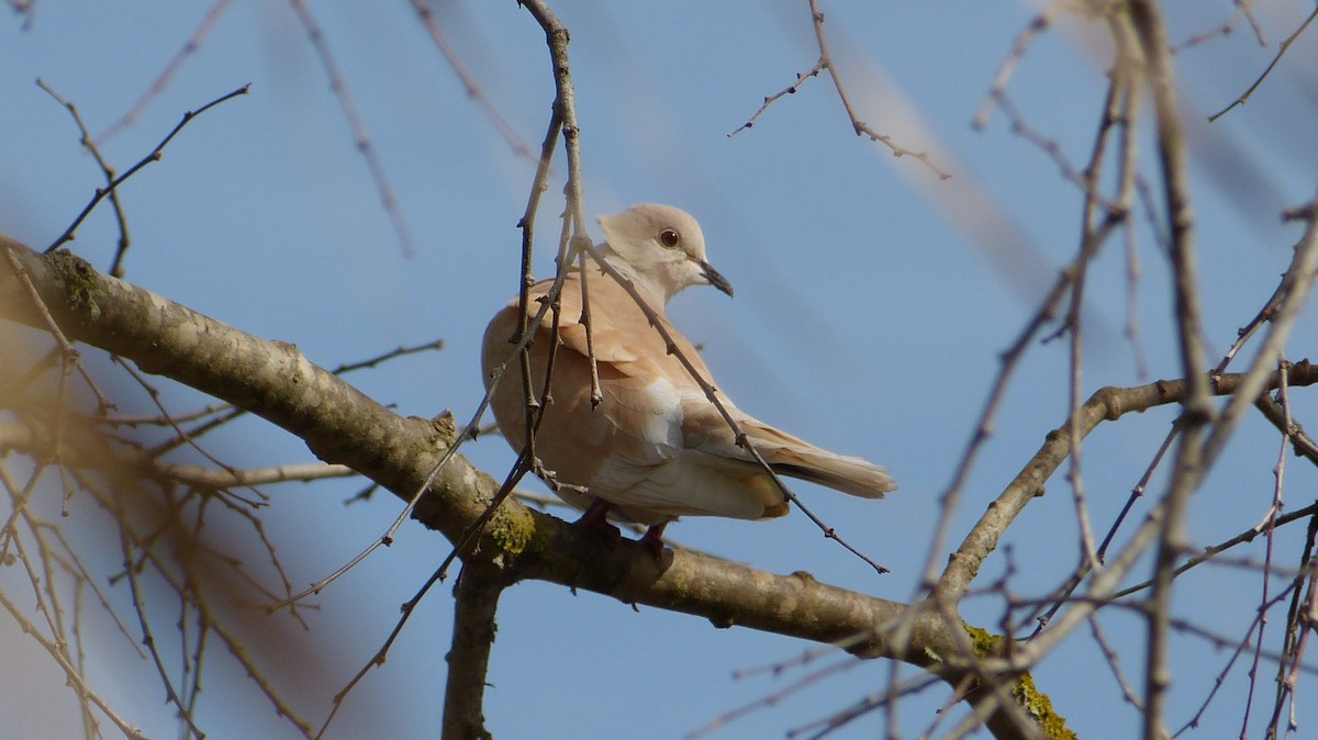ML290220961 - African Collared-Dove (Domestic type or Ringed Turtle ...