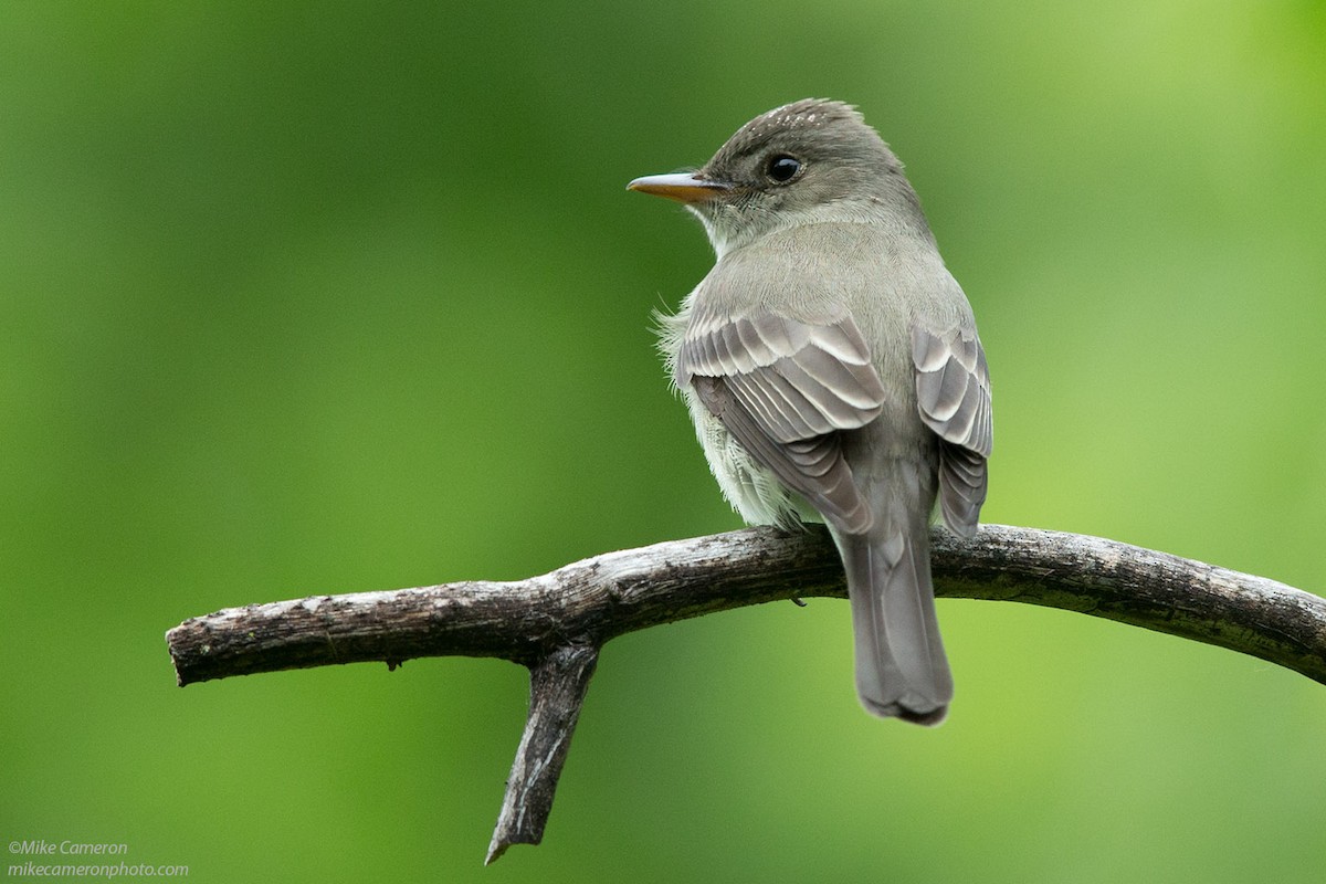 eBird Checklist - 18 May 2016 - Prairie Creek Park (Collin Co. portion ...