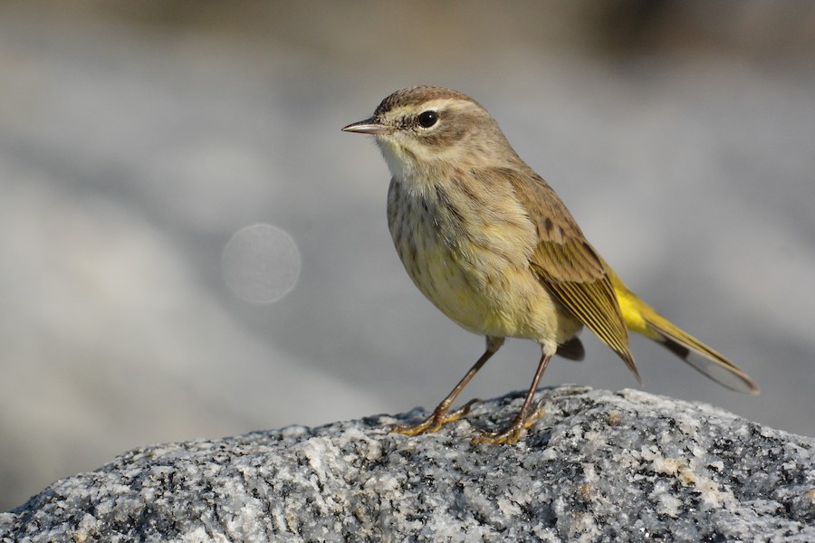 Palm Warbler (Western) - eBird