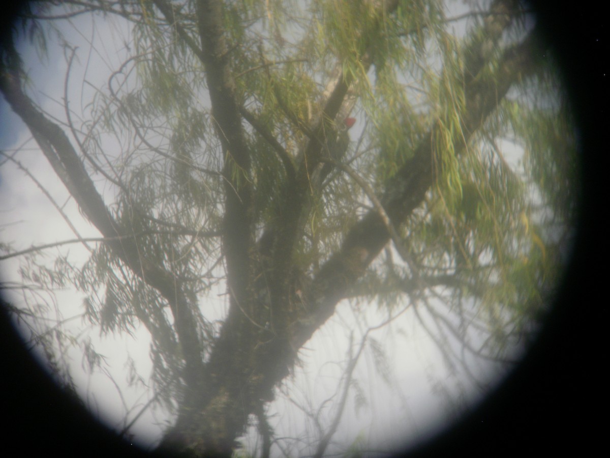 eBird Checklist - 19 Mar 2013 - Machetá - 5 species