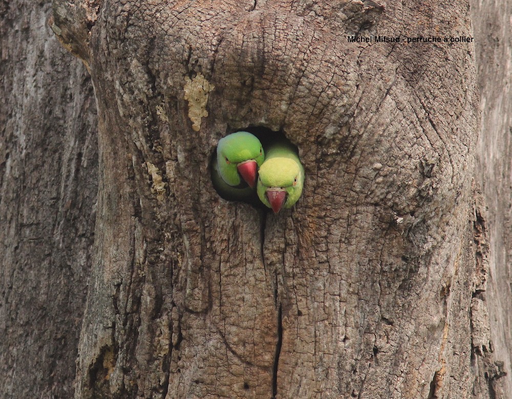 eBird Checklist - 20 Mar 2018 - rupra - 2 species