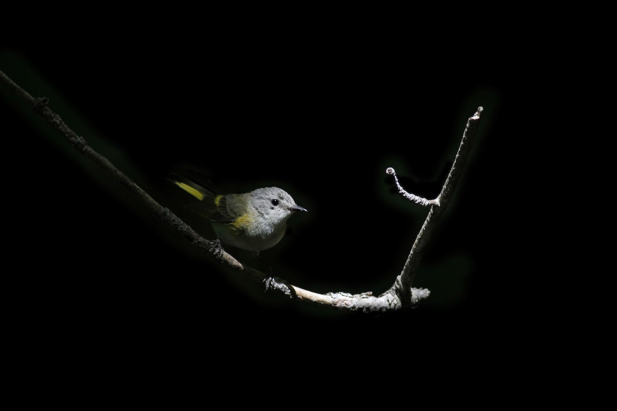 ML290661701 - American Redstart - Macaulay Library