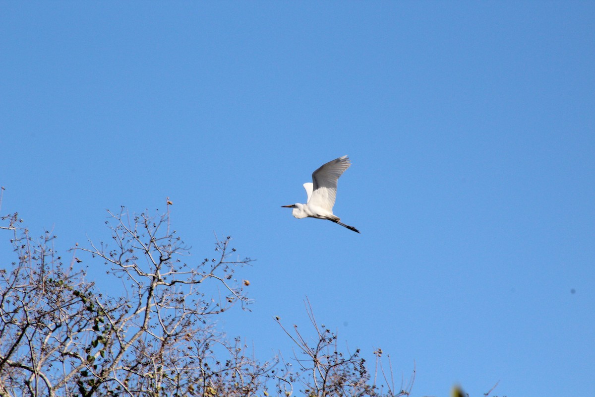 eBird Checklist - 24 Dec 2020 - Addicks Reservoir--S. Levee area - 47 ...