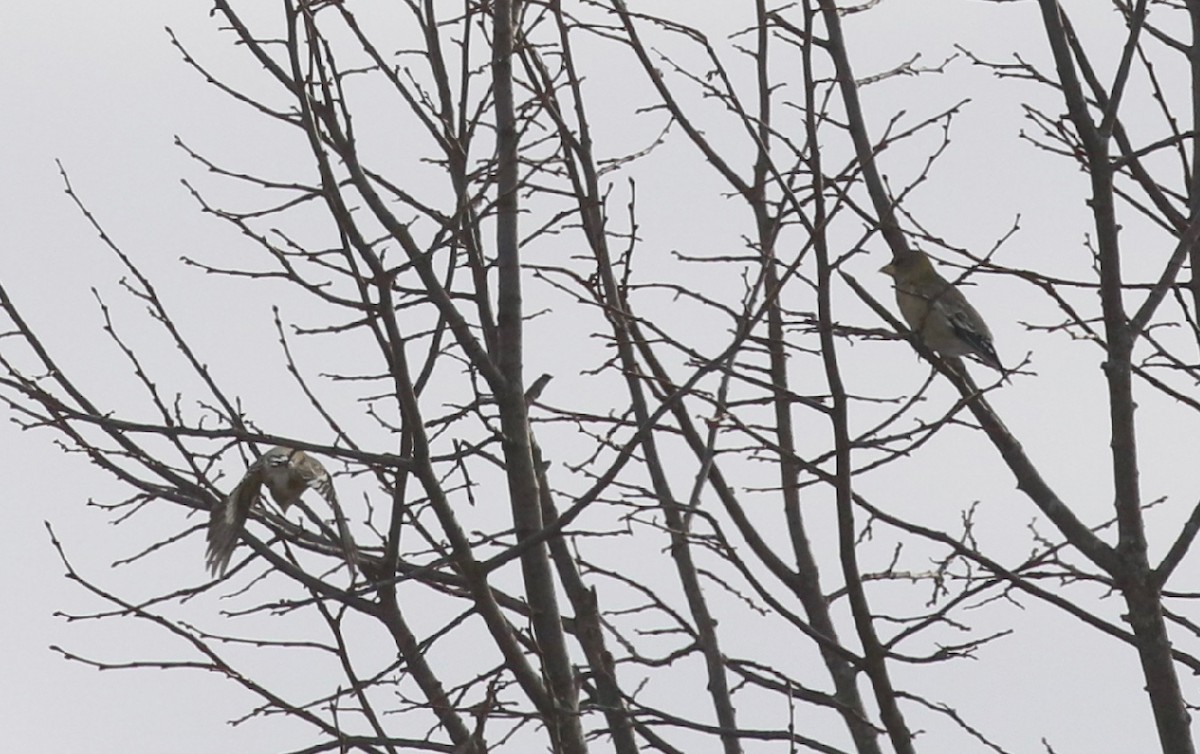 eBird Checklist - 23 Dec 2020 - Great Mountain Forest - 14 species