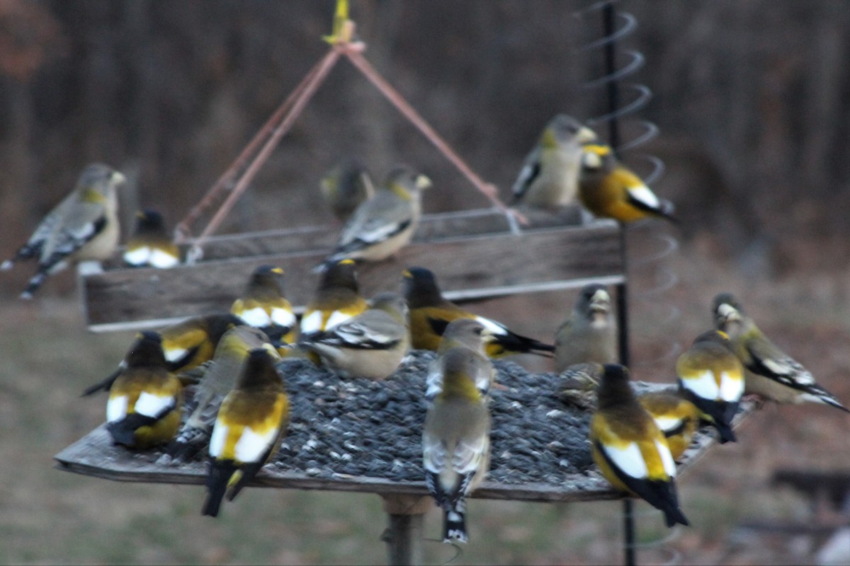 eBird Checklist - 25 Dec 2020 - Cathy and Gerald DeNeal home - 26 species