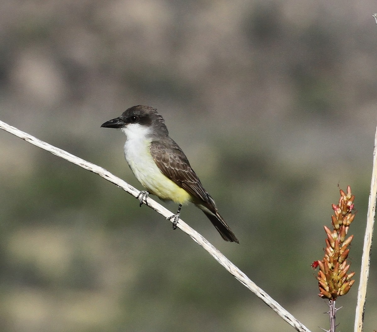 eBird Checklist - 20 May 2016 - Madera Canyon--Proctor Rd. - 26 species