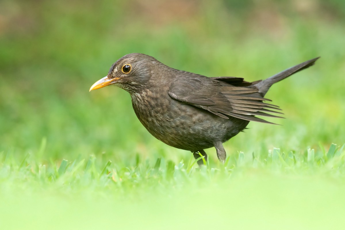 ML291738601 - Eurasian Blackbird - Macaulay Library