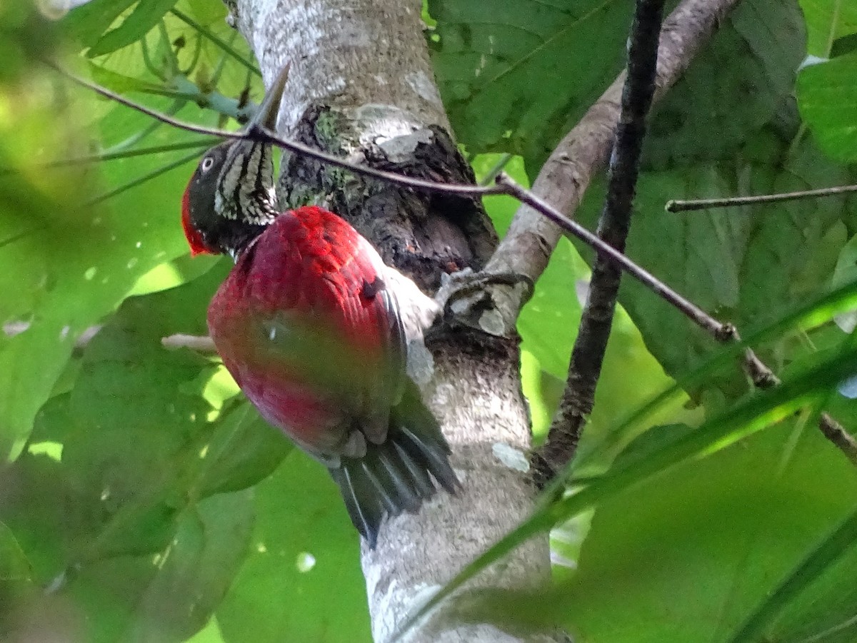ML292676671 - Crimson-backed Flameback - Macaulay Library