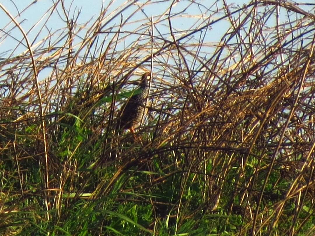 ML293016121 - Chinese Francolin - Macaulay Library