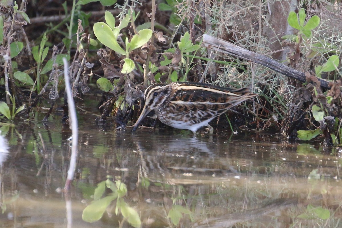 ML293080121 - Jack Snipe - Macaulay Library