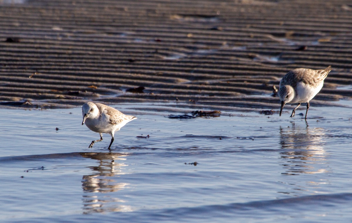 eBird Checklist - 29 Dec 2020 - 940 Beach Blvd, Biloxi US-MS 30.39434 ...