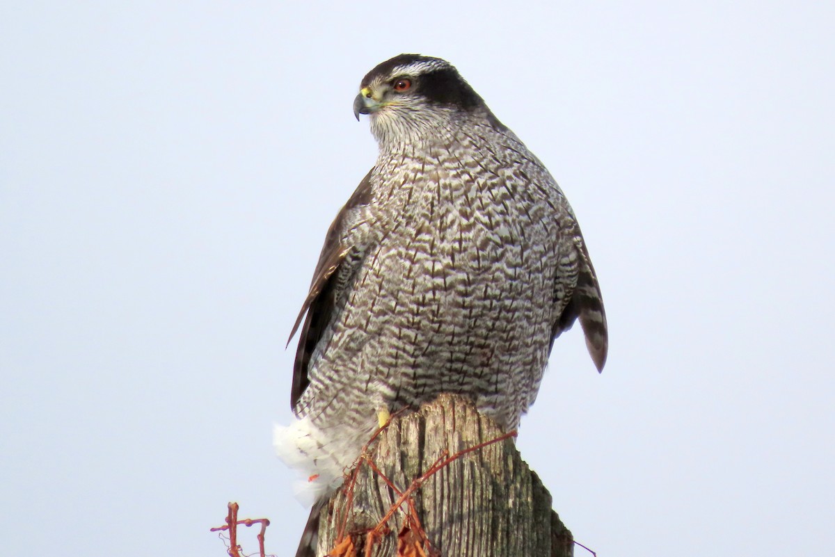 ML294333211 - American Goshawk - Macaulay Library