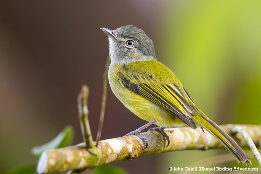 Yellow-olive Flatbill (Gray-headed) - eBird
