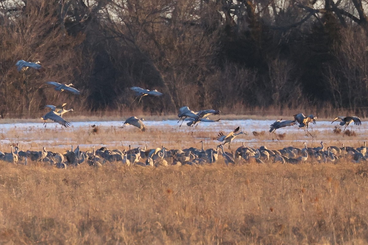 eBird Checklist - 3 Jan 2021 - Shoemaker Island RD - 4 species
