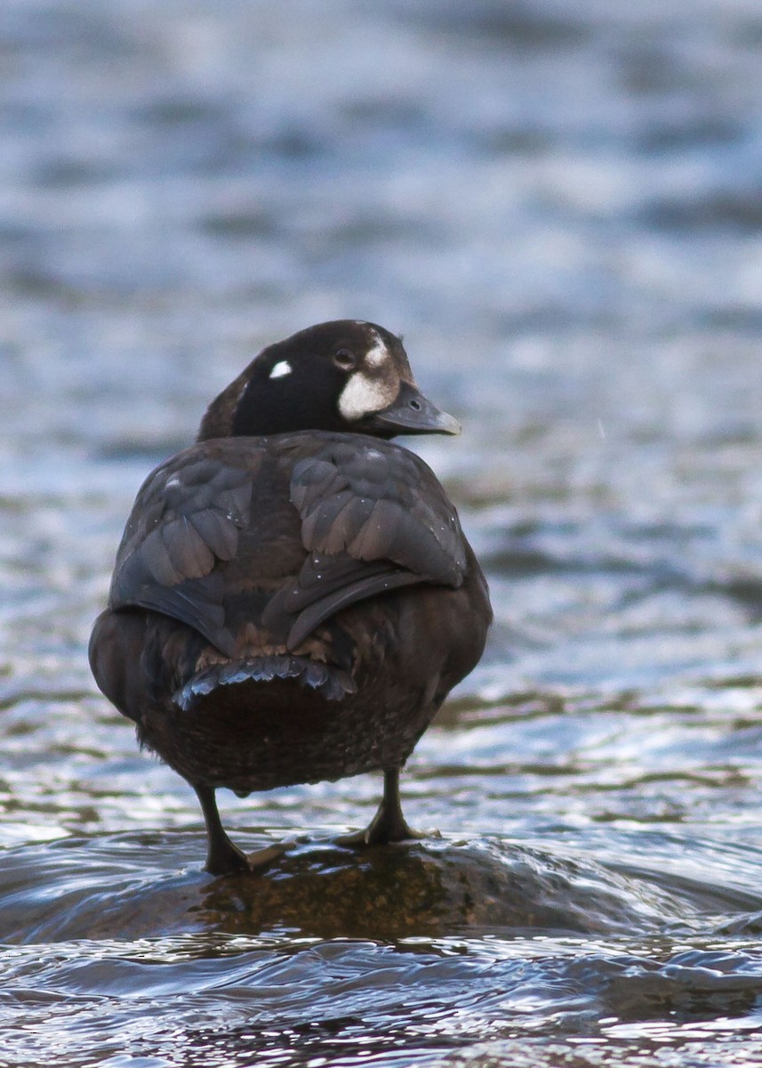 eBird Checklist - 28 Jan 2015 - River Don - 16 species