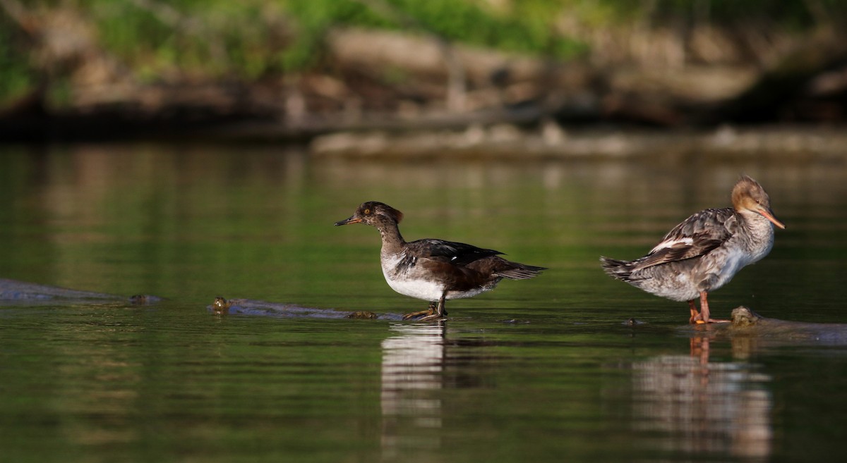 eBird Checklist - 28 May 2016 - Hog Hole (Allan H. Treman State Marine ...