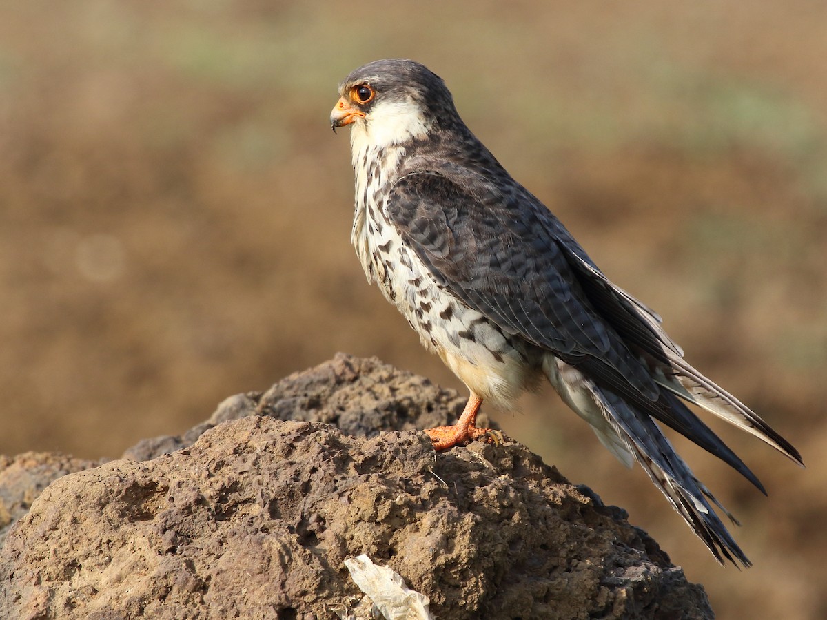 ML295416901 - Amur Falcon - Macaulay Library