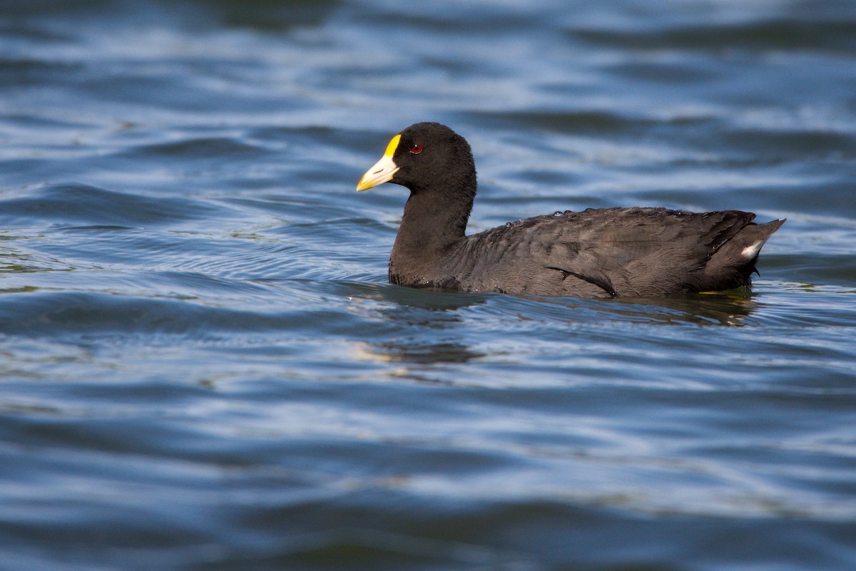 ML295455161 - White-winged Coot - Macaulay Library