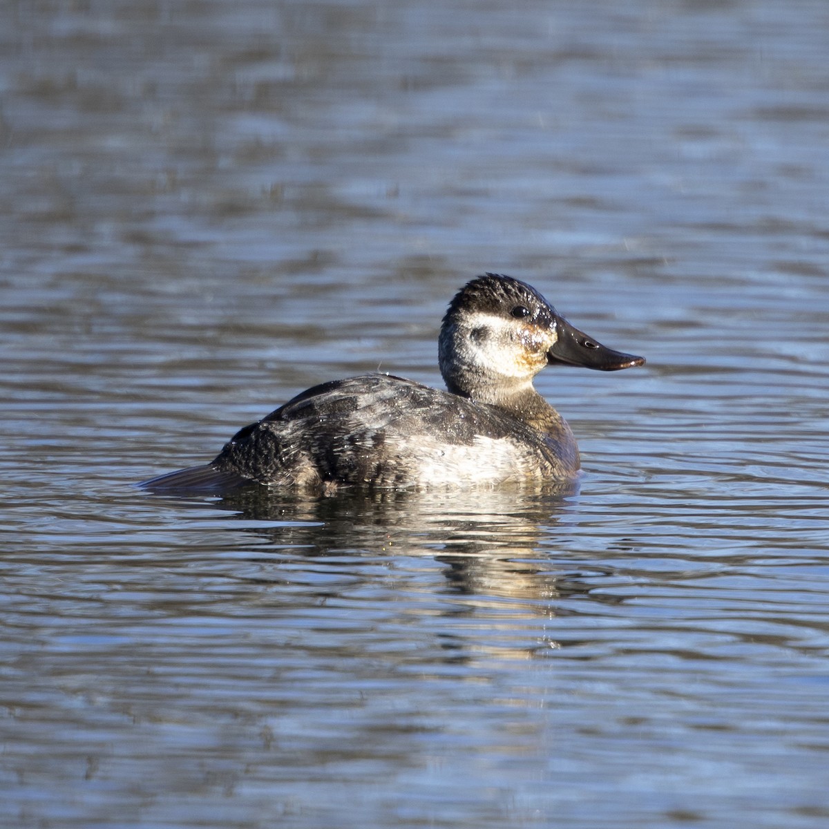 eBird Checklist - 7 Jan 2021 - Stringham Park - 8 species