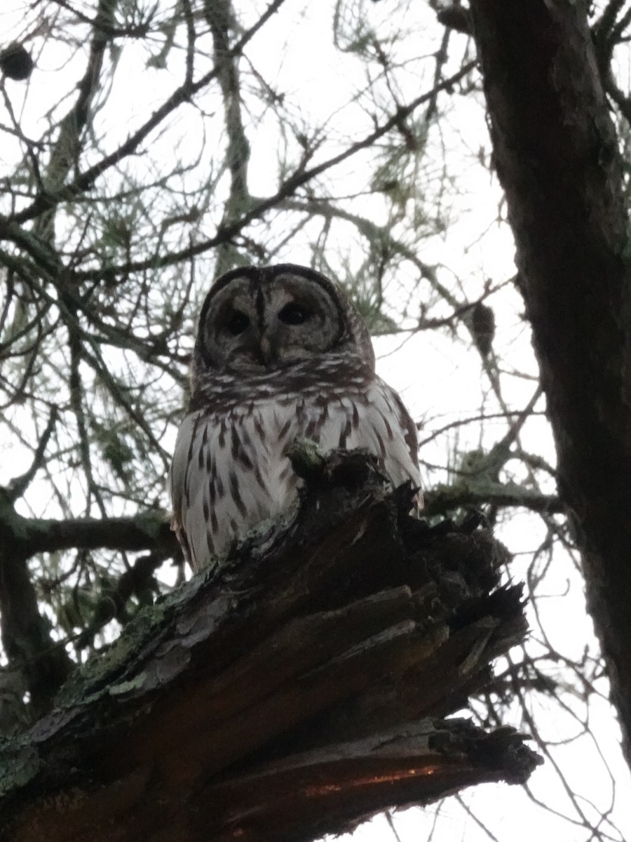 eBird Checklist - 2 Jan 2021 - Leafmore Neighborhood - 4 species