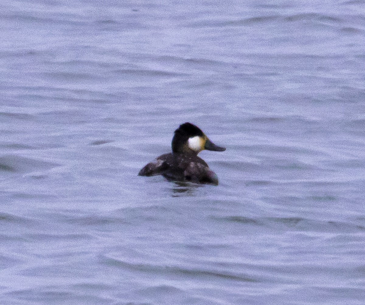 eBird Checklist - 9 Jan 2021 - Little River CA (Pemiscot Co.) - 11 species