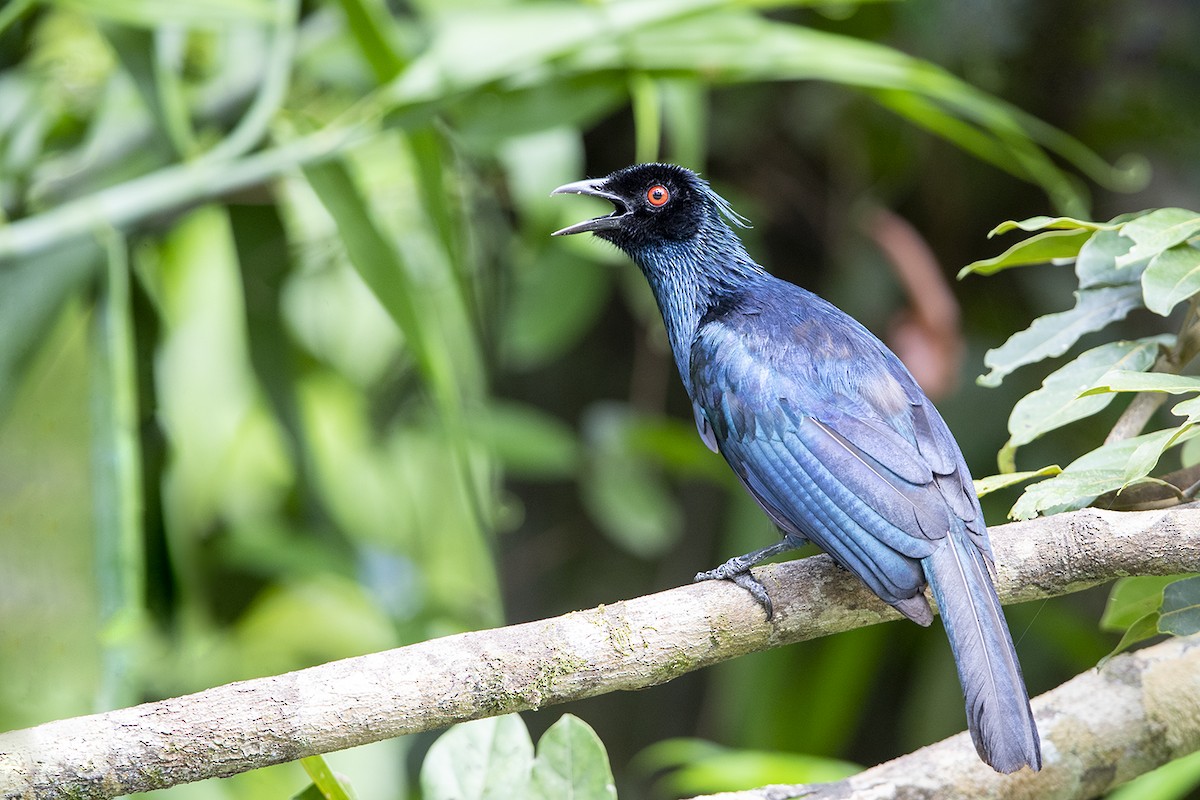 ML296251731 - Trumpet Manucode - Macaulay Library