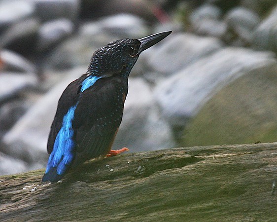 eBird Checklist - 14 Jan 2009 - Gawlae - 65 species