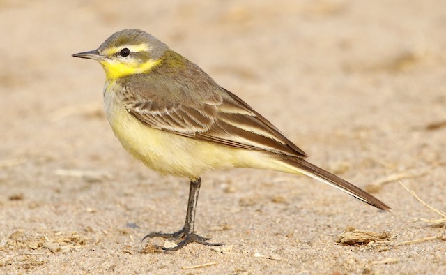 India - eBird