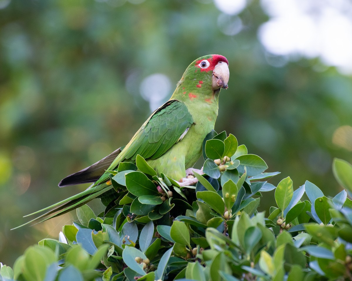 ML296914761 - Mitred Parakeet - Macaulay Library