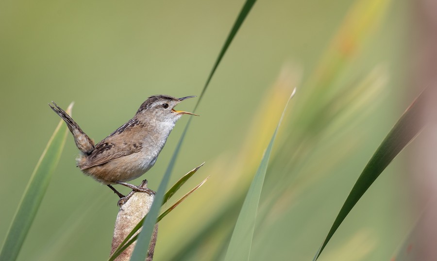 Marsh Wren (paludicola Group) - eBird