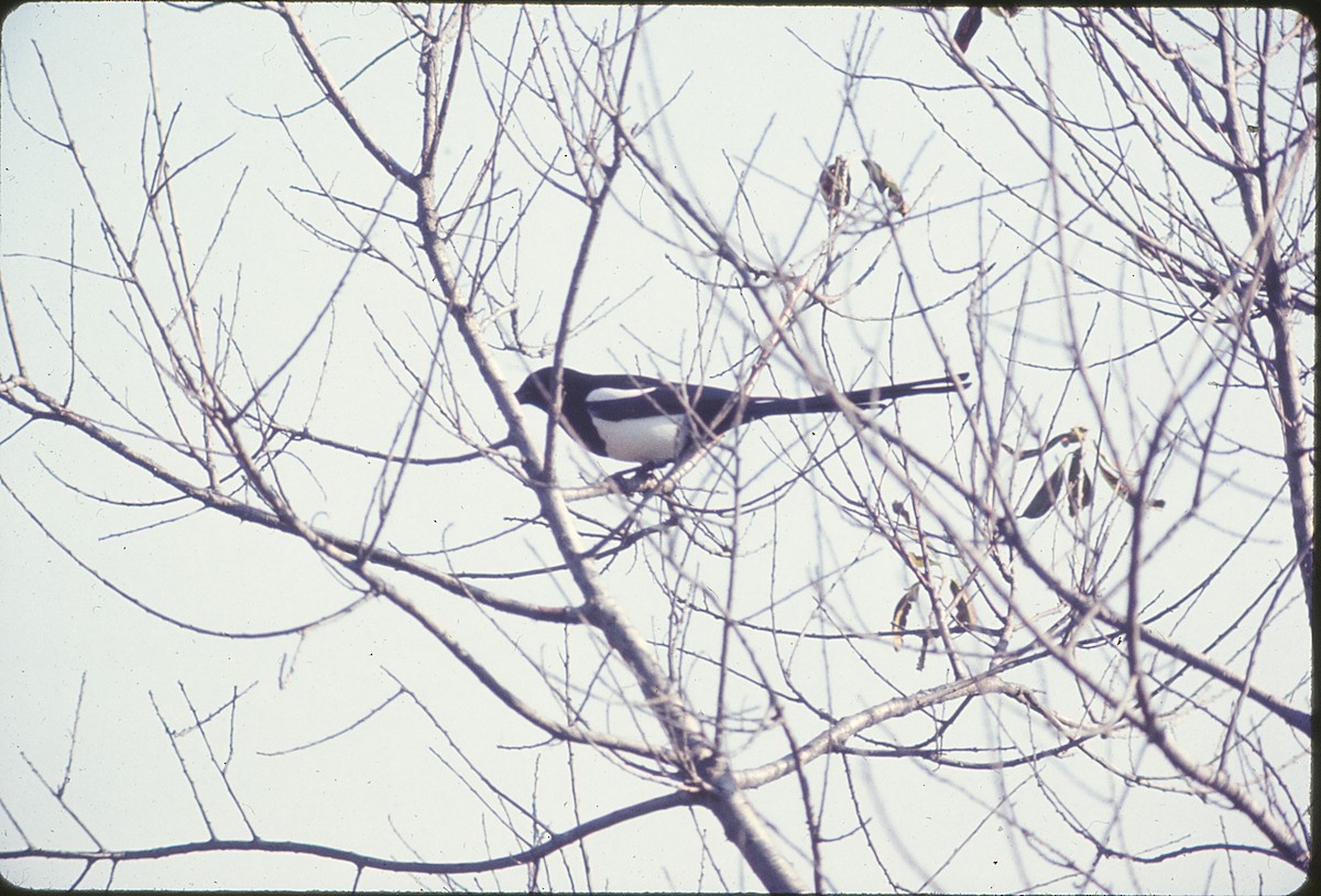 ML297123021 - Black-billed Magpie - Macaulay Library