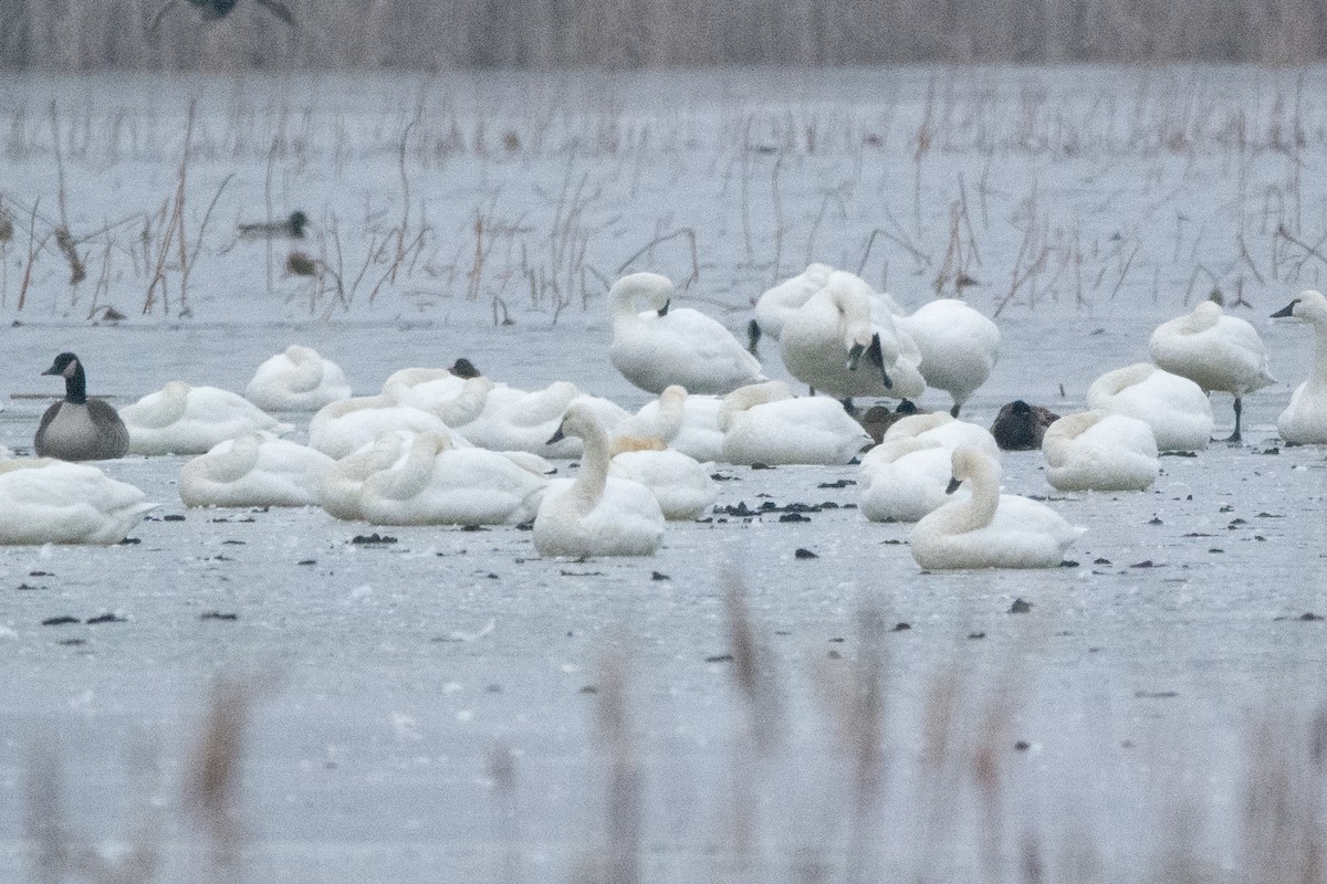 eBird Checklist - 12 Jan 2021 - Killdeer Plains Wildlife Area--Wyandot ...