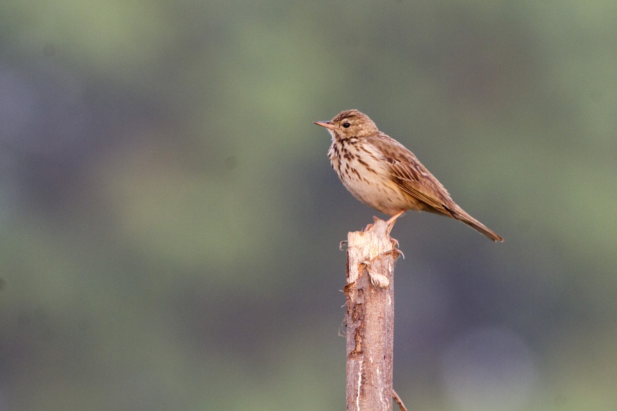 ML297271471 - Tree Pipit - Macaulay Library