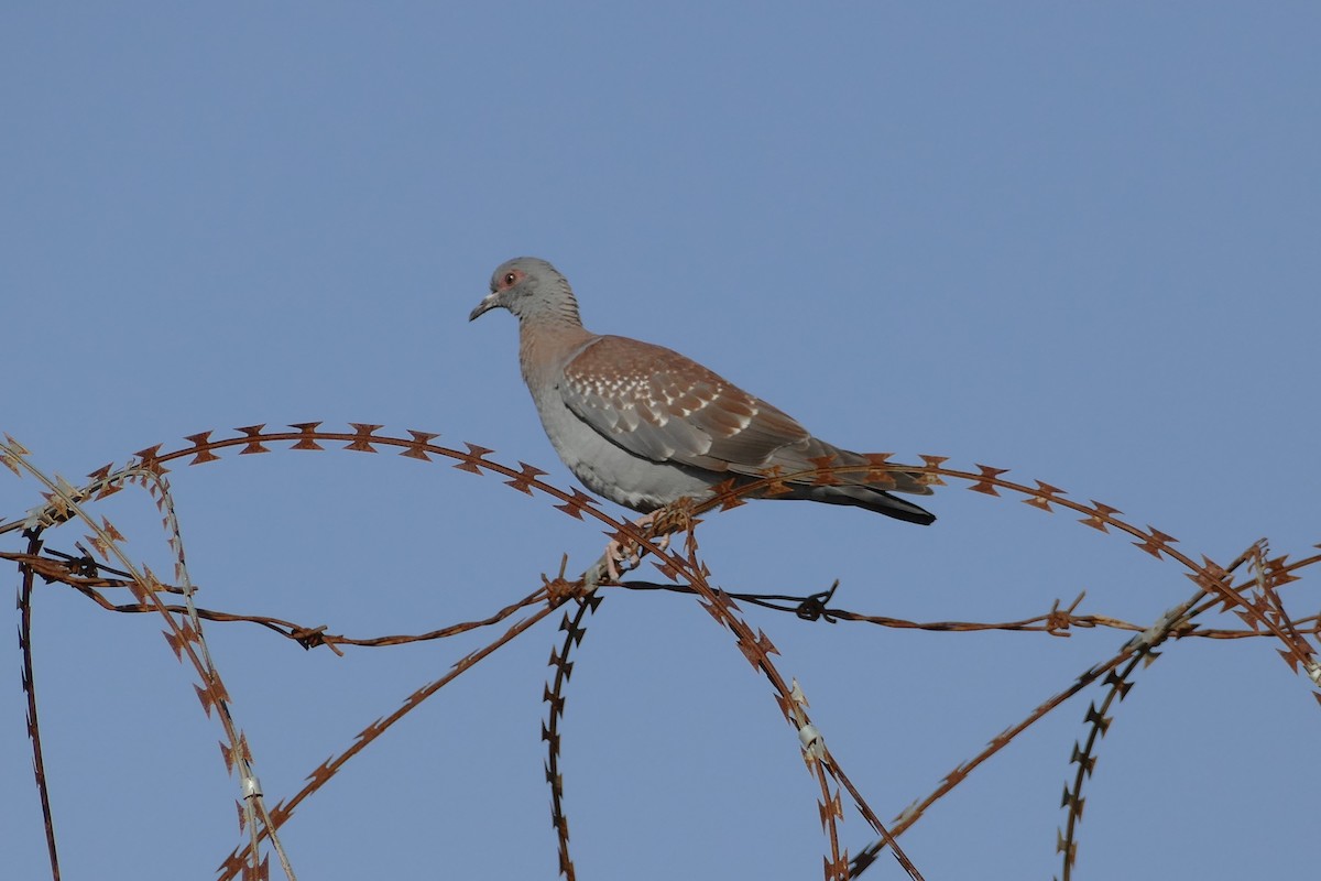 eBird Checklist - 12 Jan 2021 - Abaarso, Somaliland - 12 species