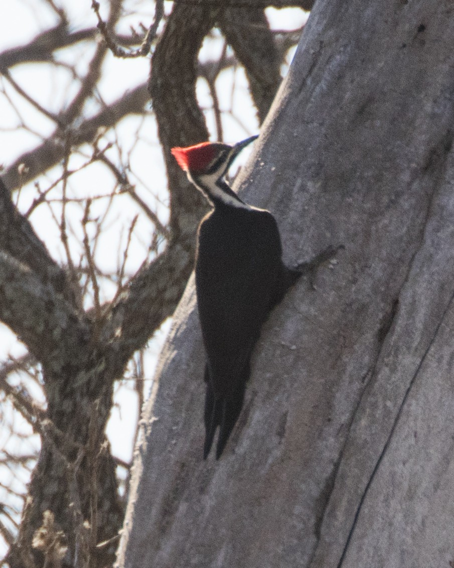 eBird Checklist - 13 Jan 2021 - Stag Road - 36 species (+1 other taxa)