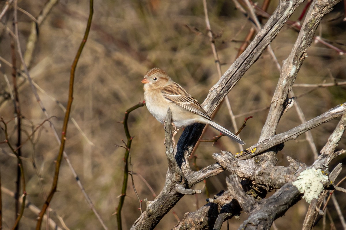 eBird Checklist - 12 Jan 2021 - Irvine Nature Center - 24 species