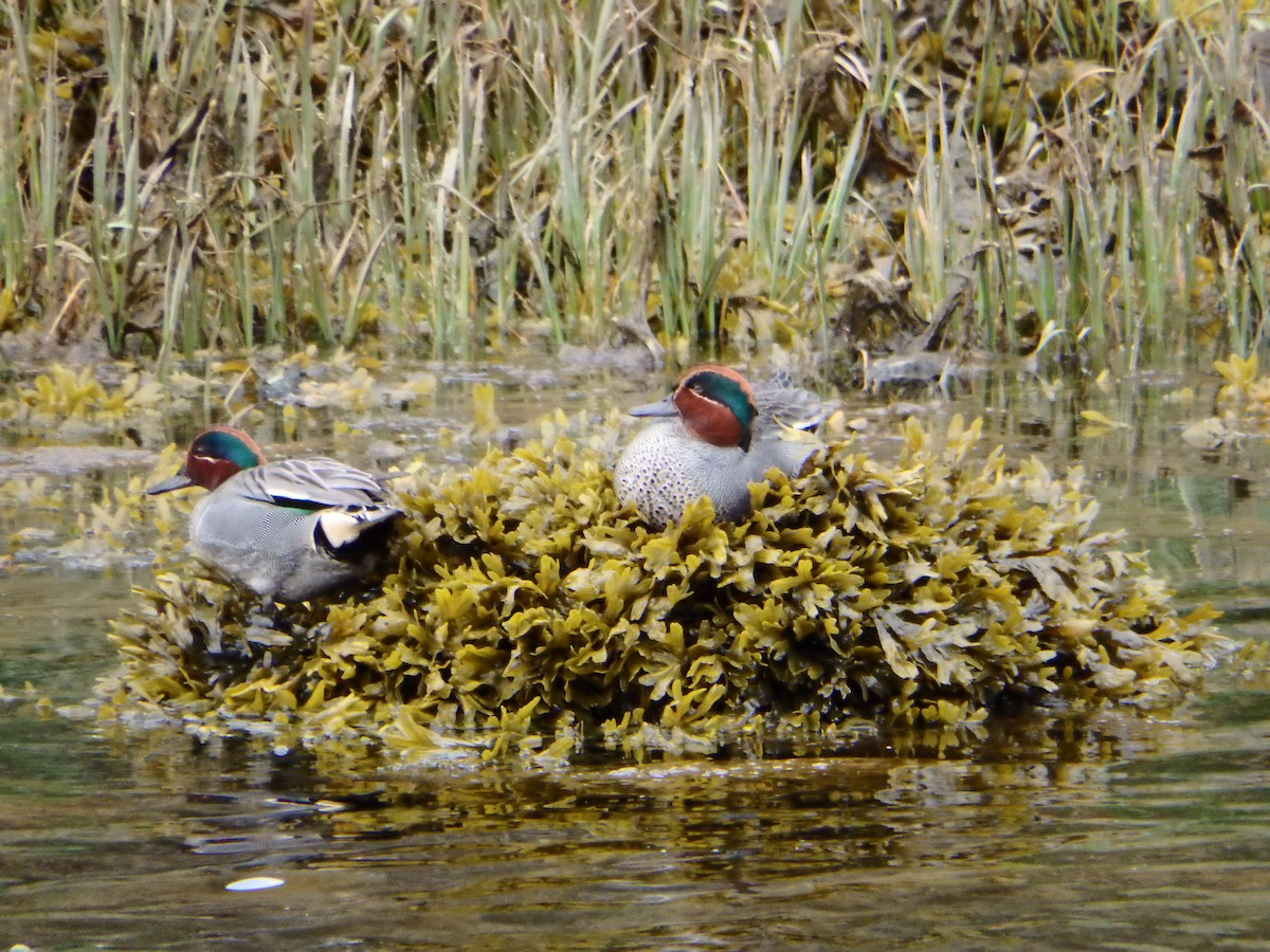 eBird Checklist - 29 May 2018 - 529–599 W Broadway Ave, Unalaska US-AK ...
