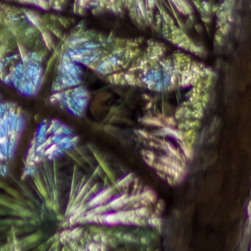 eBird Checklist - 13 Jan 2021 - Schenck Forest - 41 species