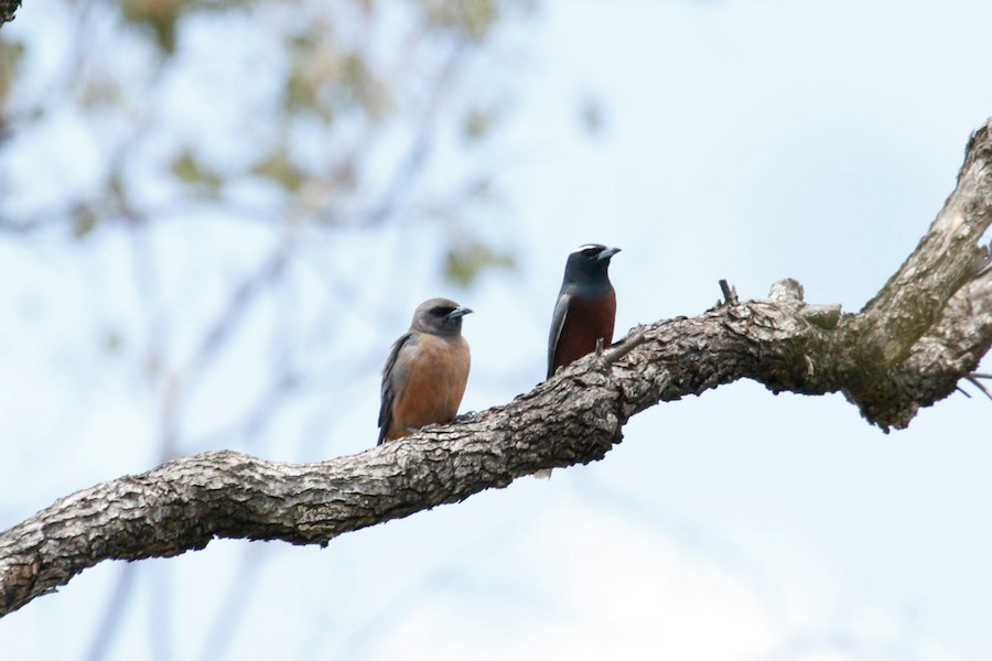 Masked x White-browed Woodswallow (hybrid) - eBird