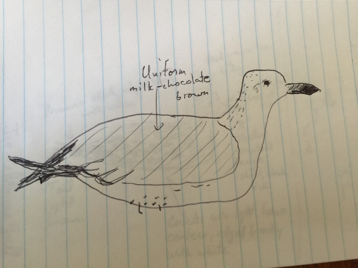 ML29866681 - Lesser Black-backed Gull (graellsii) - Macaulay Library