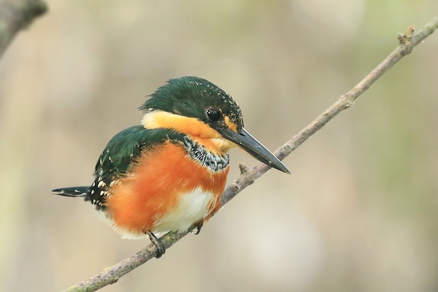 Continuamos con el reto: ¡Escuchemos a nuestras aves! - eBird Mexico