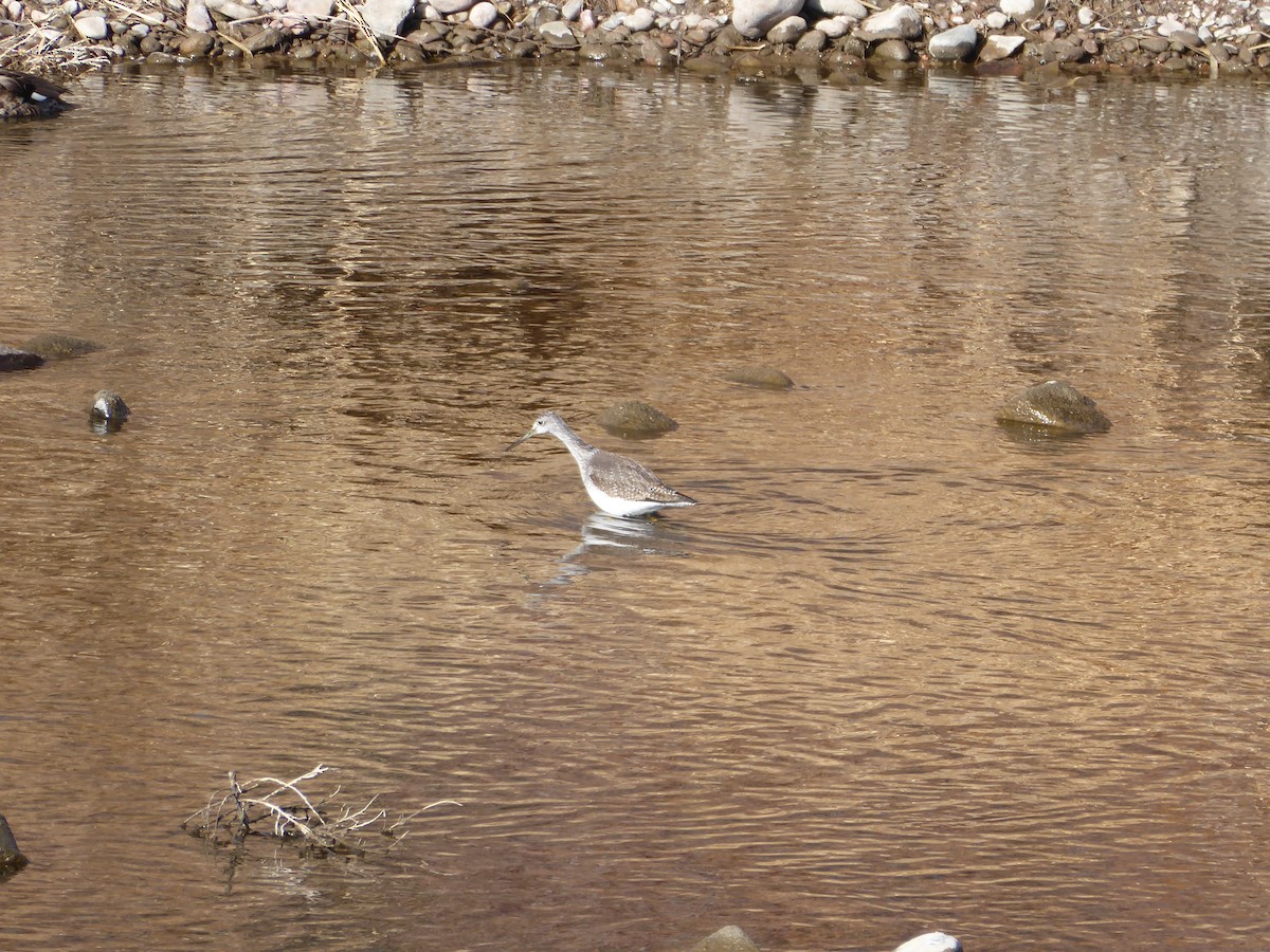 eBird Checklist - 17 Jan 2021 - Lake Pueblo SP--Valco Ponds - 26 species