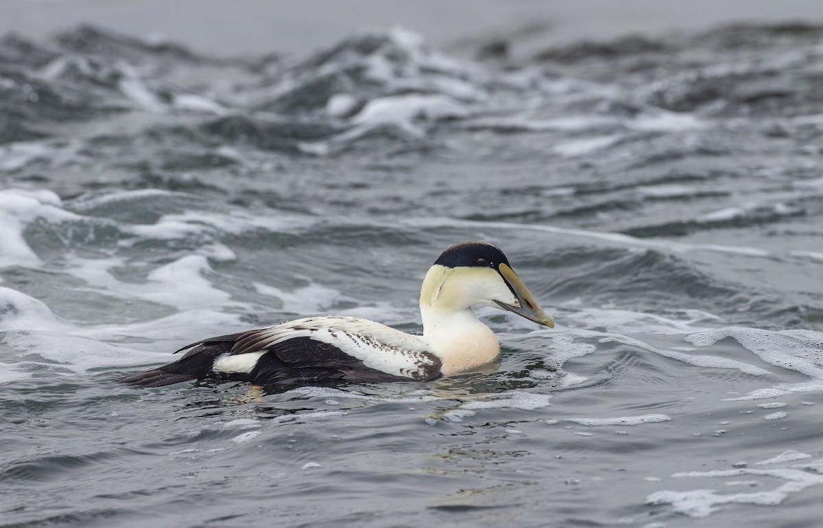 ML299178701 - Common Eider (Dresser's) - Macaulay Library