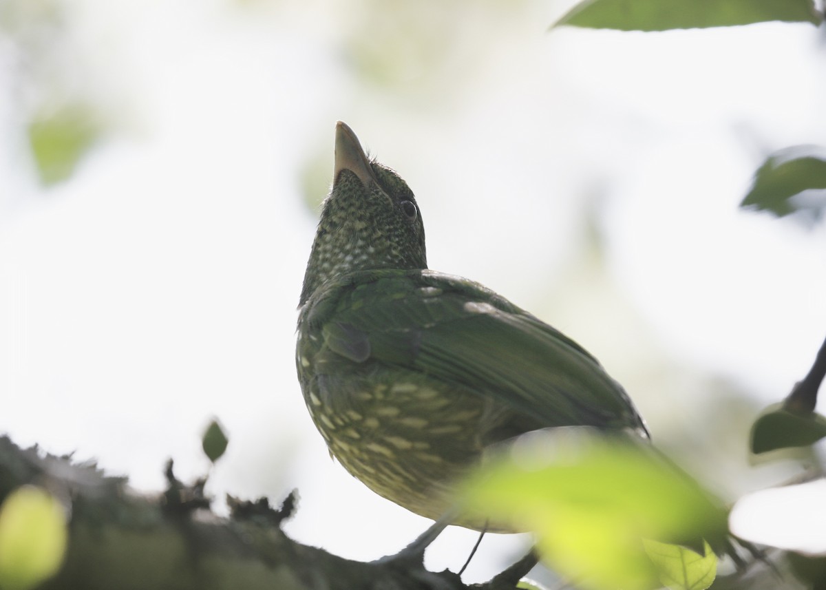 eBird Checklist - 18 Jan 2021 - Royal National Park--Wattle Forest - 27 ...