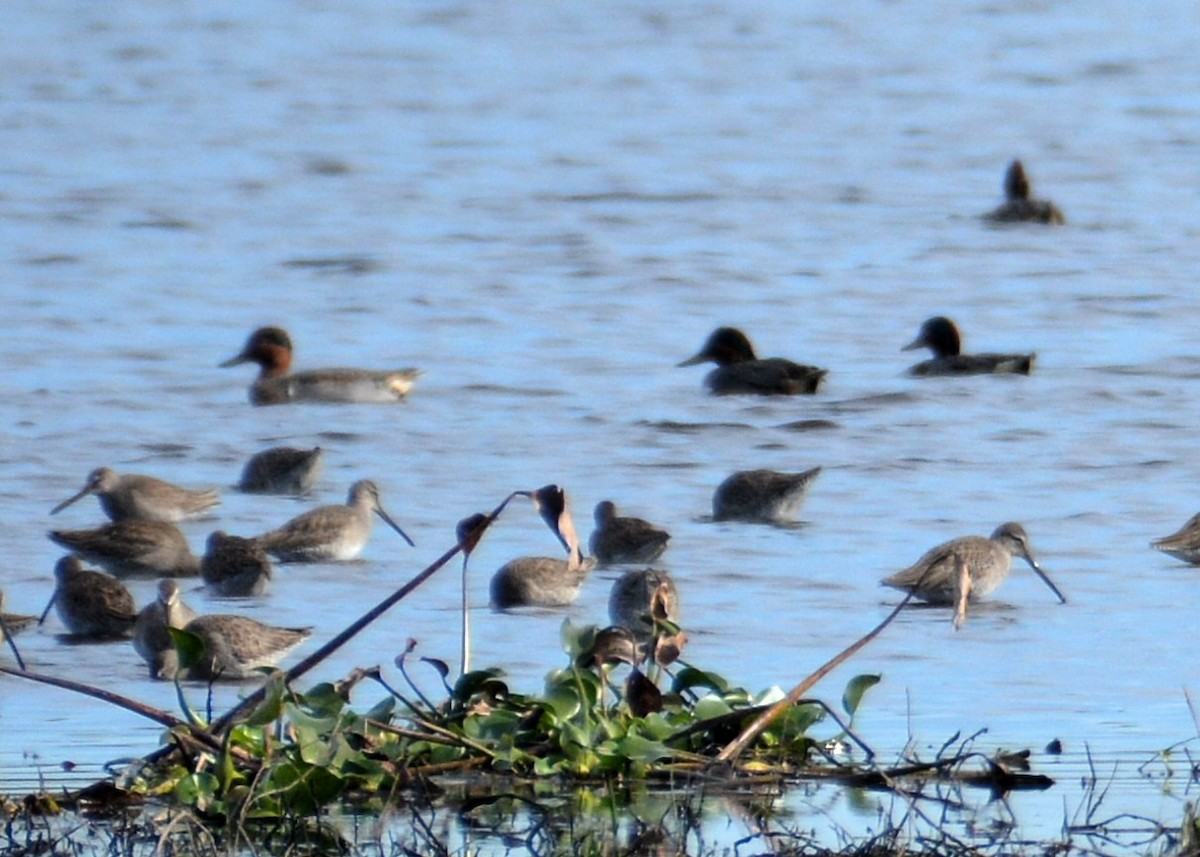 eBird Checklist - 18 Jan 2021 - Myakka S.P. - 46 species