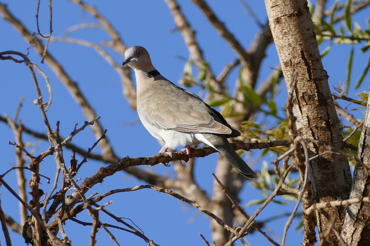 eBird Checklist - 19 Jan 2021 - Abaarso, Somaliland - 29 species