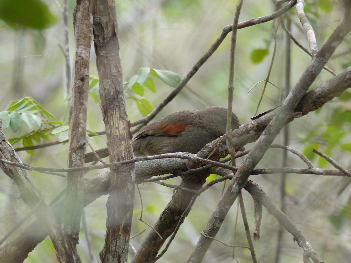 ML29952321 - Red-shouldered Spinetail - Macaulay Library