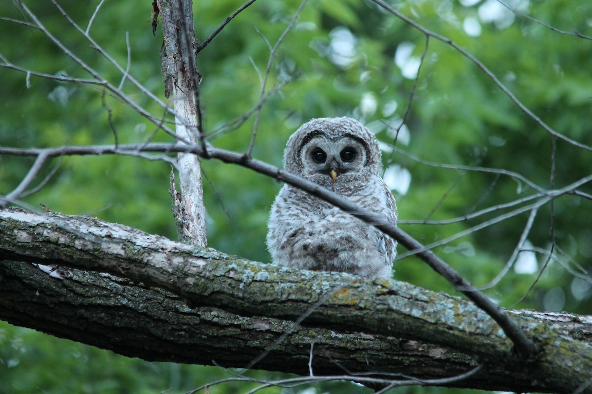 Wisconsin Breeding Bird Atlas Checklist - 8 Jun 2016 - E Lyngaas Road ...