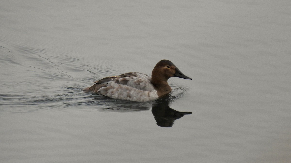 eBird Checklist - 11 Jan 2021 - Quarry Place - 19 species