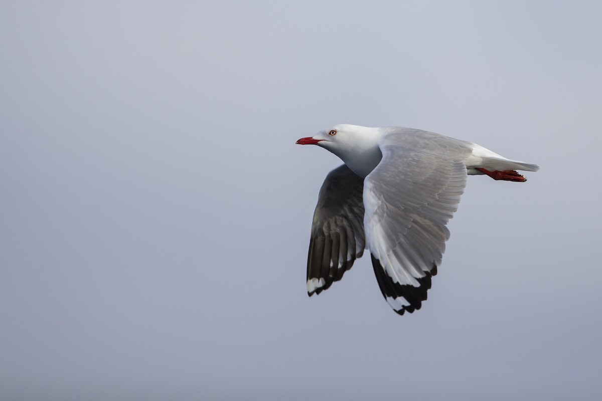 eBird Checklist - 24 Nov 2014 - Chatham Islands, The Pyramid ...